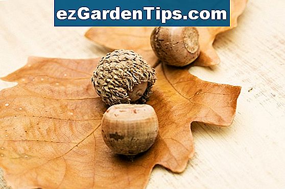 Différents types d'arbres de noix 🌱 Conseils Jardiniers - Fr ...