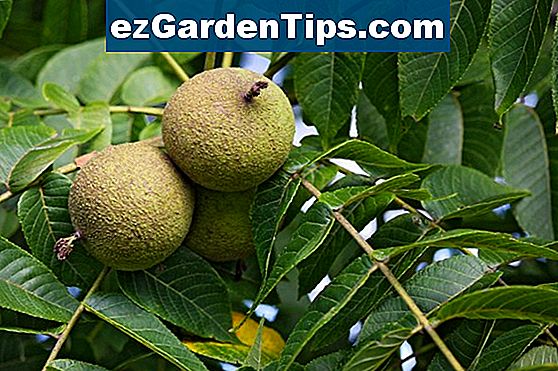 Comment identifier les arbres de noix 🌱 Conseils Jardiniers - Fr ...