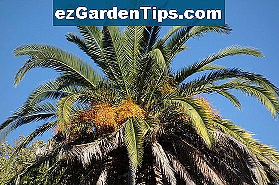 Comment récolter le palmier dattier 🌱 Conseils Jardiniers - Fr ...