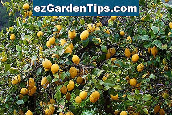 Comment planter un citronnier de Lisbonne nain 🌱 Conseils Jardiniers ...