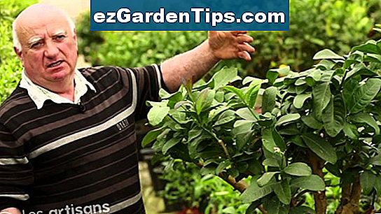 Comment tailler un oranger d'intérieur 🌱 Conseils Jardiniers - Fr ...