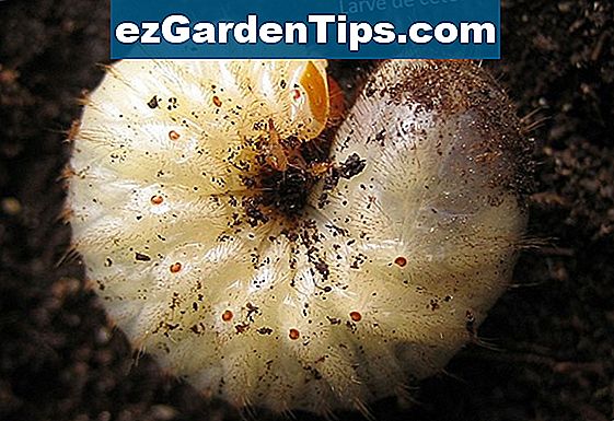 Comment identifier les nids de larves d'insectes 🌱 Conseils Jardiniers ...