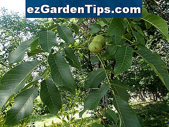 Liste des arbres à noix 🌱 Conseils Jardiniers - Fr.ezGardenTips.com