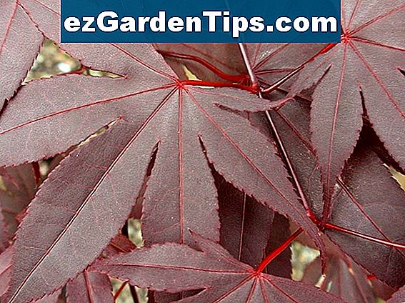 The Differences Between the Bloodgood Japanese Maple and the Upright ...