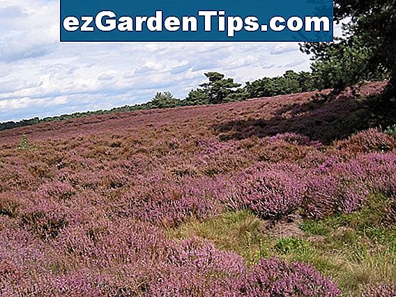 Hoe soorten gras te identificeren 🌱 Tips Tuinders - Nl.ezGardenTips.com