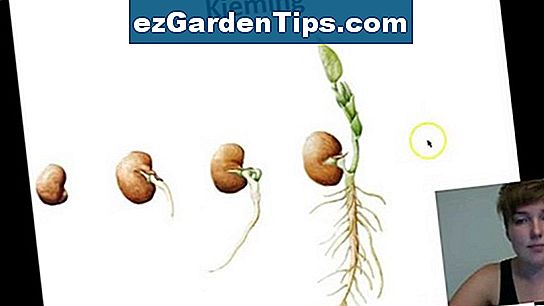 Stadia van het ontkiemen van aardbeienzaden 🌱 Tips Tuinders - Nl ...