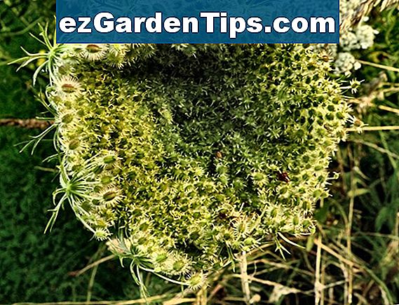 Wat Is De Functie Van Zaden En Sporen In Planten Tips Tuinders Nl ezGardenTips