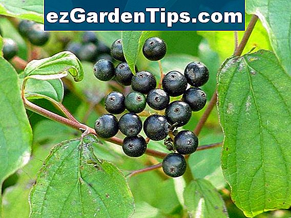 Eetbare bomen met wilde vruchten 🌱 Tips Tuinders - Nl.ezGardenTips.com