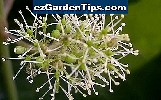 Grape Vine Growth Stages 🌱 Tips Gartnere - No.ezGardenTips.com