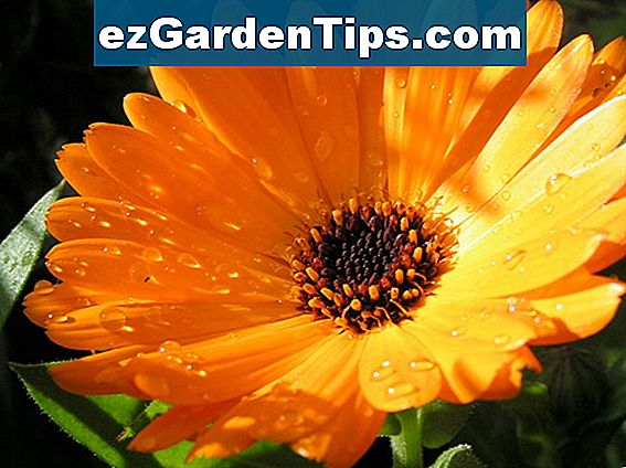 Marigold Flower Information 🌱 Sfaturi Grădinari - Ro.ezGardenTips.com