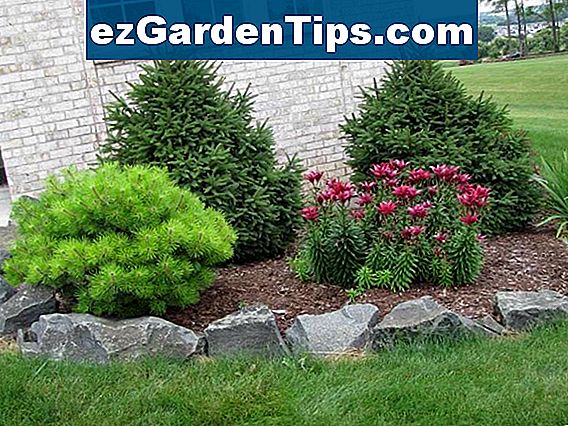 Arkansas Grass Types 🌱 Sfaturi Grădinari - Ro.ezGardenTips.com