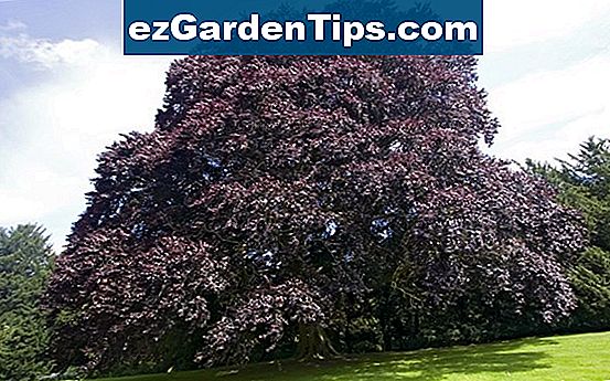 Tipuri de copaci Magnolia 🌱 Sfaturi Grădinari - Ro.ezGardenTips.com