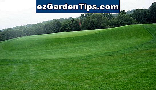 En lista över insekter som förstör grödor 🌱 Tips Trädgårdsmästare - Sv ...