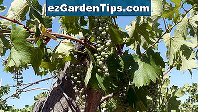 Anatomi Anggur Anggur 🌱 Tips Tukang Kebun - Id.ezGardenTips.com