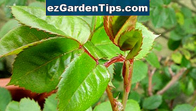 Anatomia de uma planta rosa 🌱 Dicas Jardineiros - Pt.ezGardenTips.com