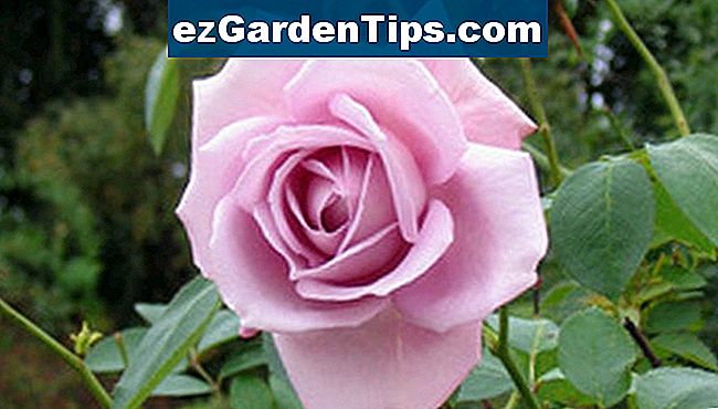 Anatomia de uma planta rosa 🌱 Dicas Jardineiros - Pt.ezGardenTips.com