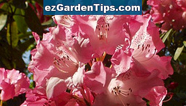 Flores de jardín comunes en Inglaterra 🌱 Tips Jardineros - Es ...