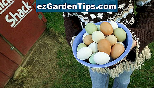 Definición de un integrador avícola 🌱 Tips Jardineros - Es.ezGardenTips.com