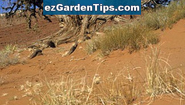 Desert Berry Plants 🌱 Sfaturi Grădinari - Ro.ezGardenTips.com