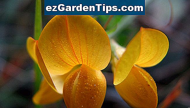 Verschillende delen van de bloem 🌱 Tips Tuinders - Nl.ezGardenTips.com