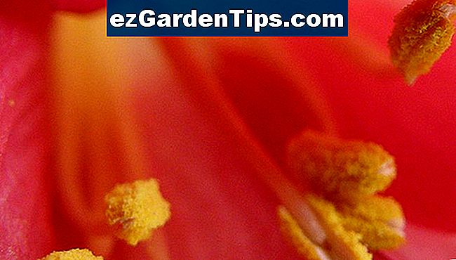 Verschillende delen van de bloem 🌱 Tips Tuinders - Nl.ezGardenTips.com