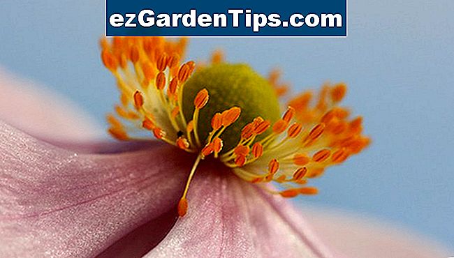 Verschillende delen van de bloem 🌱 Tips Tuinders - Nl.ezGardenTips.com