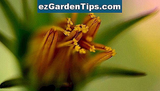 Verschillende delen van de bloem 🌱 Tips Tuinders - Nl.ezGardenTips.com