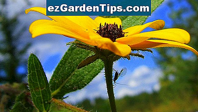 Verschillende delen van de bloem 🌱 Tips Tuinders - Nl.ezGardenTips.com