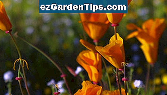 Ejemplos de insectos con flores polinizadas 🌱 Tips Jardineros - Es ...