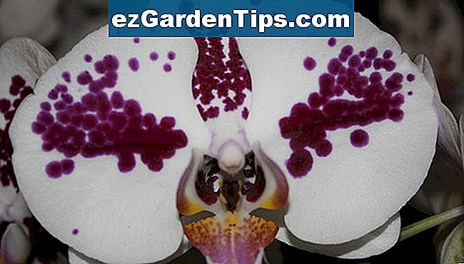 Faktai apie Azijos augalus 🌱 Patarimai Sodininkams - Lt.ezGardenTips.com