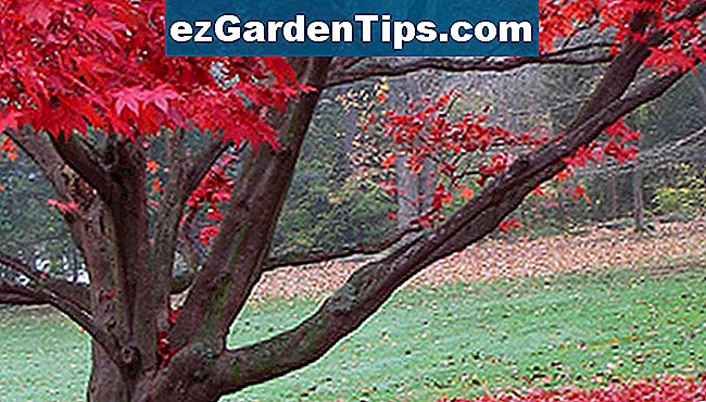 Faktai apie Azijos augalus 🌱 Patarimai Sodininkams - Lt.ezGardenTips.com