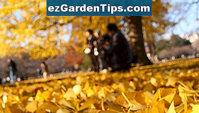 Faktai apie Azijos augalus 🌱 Patarimai Sodininkams - Lt.ezGardenTips.com