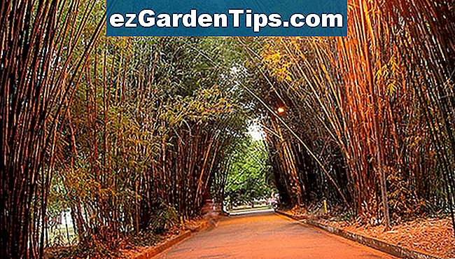 Faktai apie Azijos augalus 🌱 Patarimai Sodininkams - Lt.ezGardenTips.com
