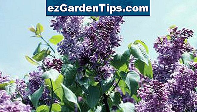 Žydintys daugiamečiai krūmai 🌱 Patarimai Sodininkams - Lt.ezGardenTips.com
