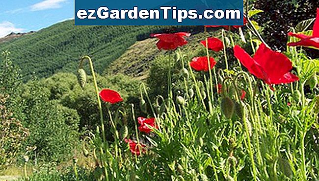 Flores de Bélgica 🌱 Tips Jardineros - Es.ezGardenTips.com