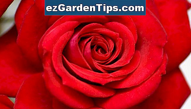 Flores que crecen en Inglaterra 🌱 Tips Jardineros - Es.ezGardenTips.com