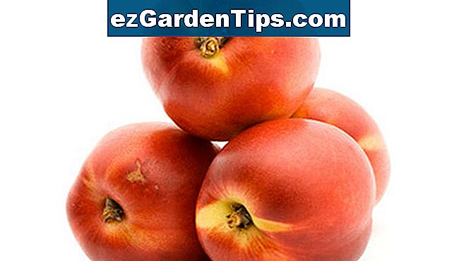 Frutas y verduras cultivadas en Georgia 🌱 Tips Jardineros - Es ...