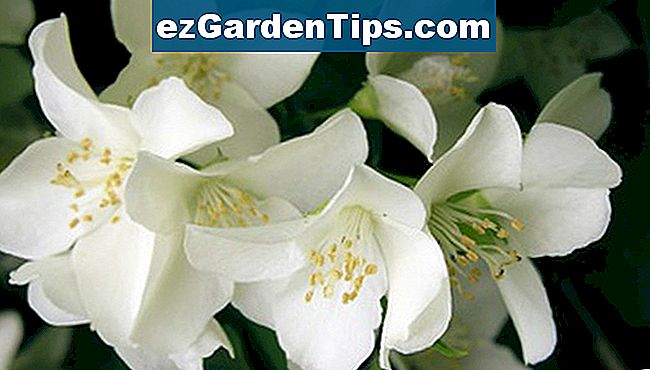 La historia de la flor de jazmín 🌱 Tips Jardineros - Es.ezGardenTips.com