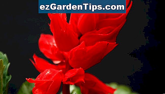 Cómo a Deadhead Snapdragons 🌱 Tips Jardineros - Es.ezGardenTips.com