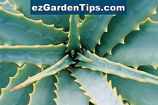Hoe de Agave-installatie te identificeren 🌱 Tips Tuinders - Nl ...