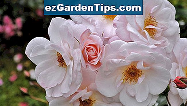 Cómo identificar tipos de flores 🌱 Tips Jardineros - Es.ezGardenTips.com