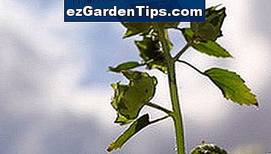 Cómo propagar Rose of Sharon en agua 🌱 Tips Jardineros - Es ...