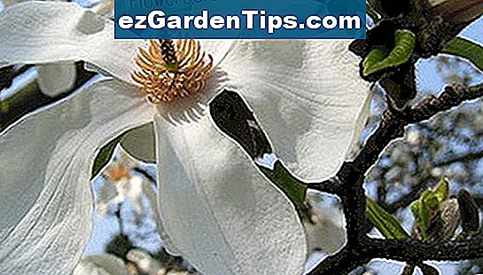 Lista de plantas nativas de VA 🌱 Tips Jardineros - Es.ezGardenTips.com