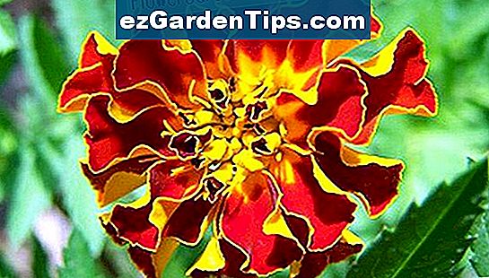 Marigold Flower Information 🌱 Sfaturi Grădinari - Ro.ezGardenTips.com