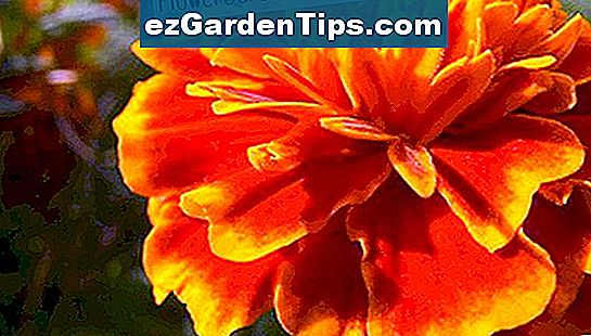 Marigold Flower Information 🌱 Sfaturi Grădinari - Ro.ezGardenTips.com