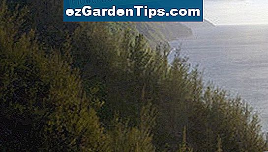 Flores nativas de Hawaii 🌱 Tips Jardineros - Es.ezGardenTips.com