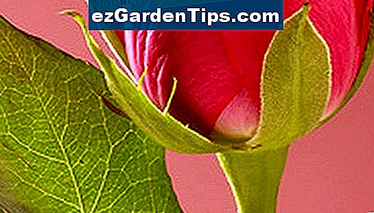 Partes de la flor Corolla 🌱 Tips Jardineros - Es.ezGardenTips.com