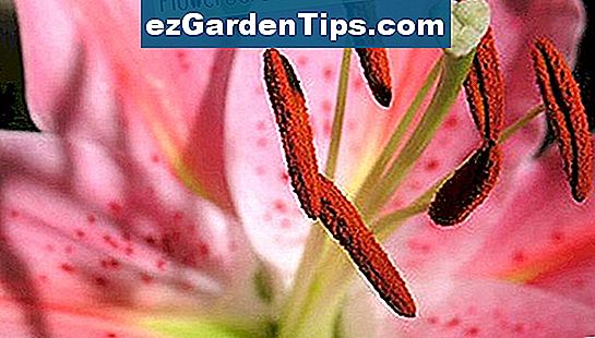 Partes de una flor de lirio 🌱 Tips Jardineros - Es.ezGardenTips.com