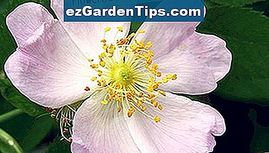 As partes de uma flor de rosa 🌱 Dicas Jardineiros - Pt.ezGardenTips.com