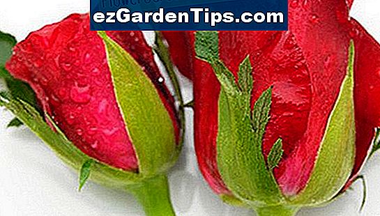 Las partes de una flor rosa 🌱 Tips Jardineros - Es.ezGardenTips.com